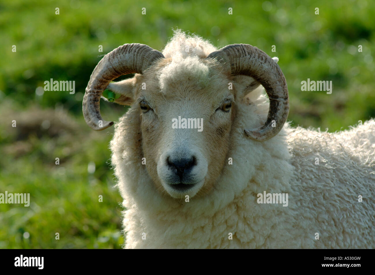 Head of a Portland ewe Devon Stock Photo - Alamy