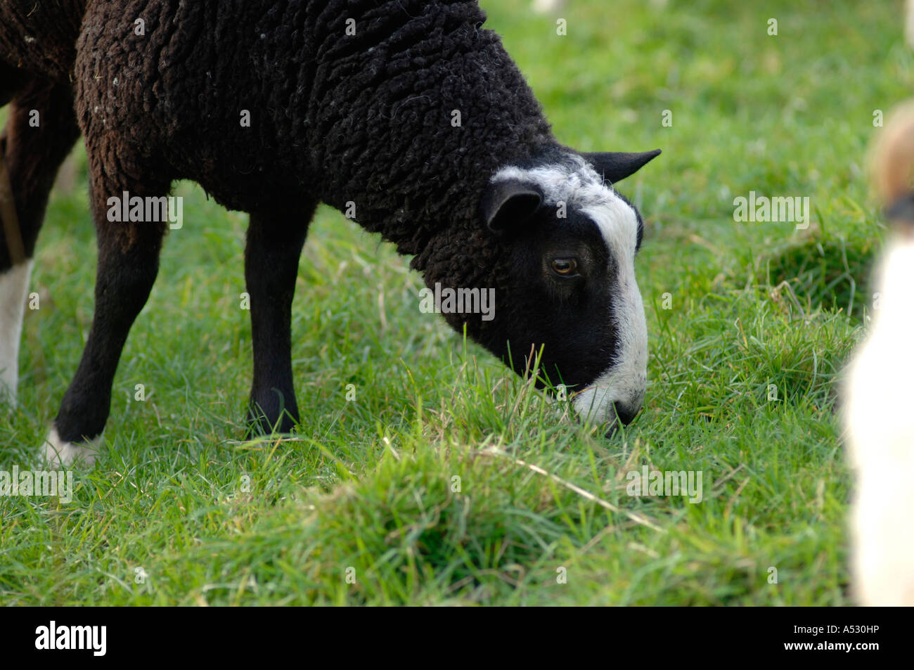 British Zwartble ram grazing Devon Stock Photo - Alamy