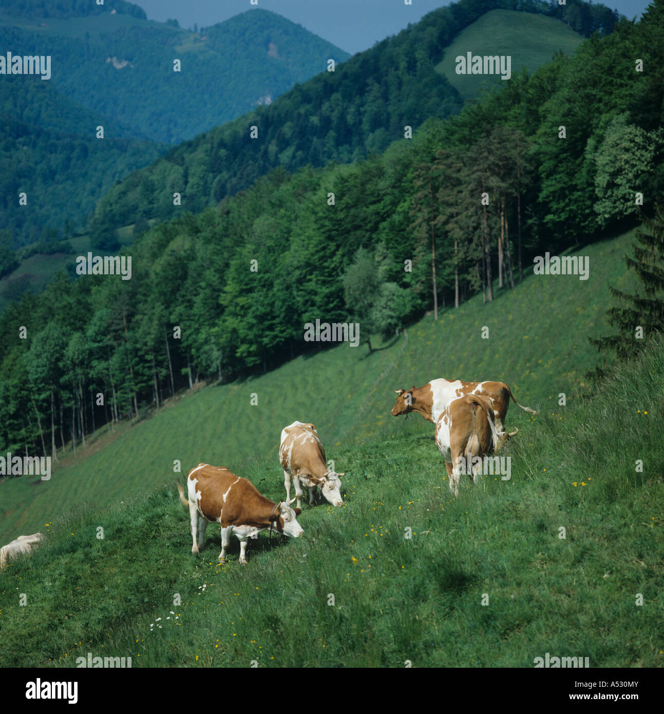 Simmental dual purpose cows on Swiss alpine meadow in spring Stock ...