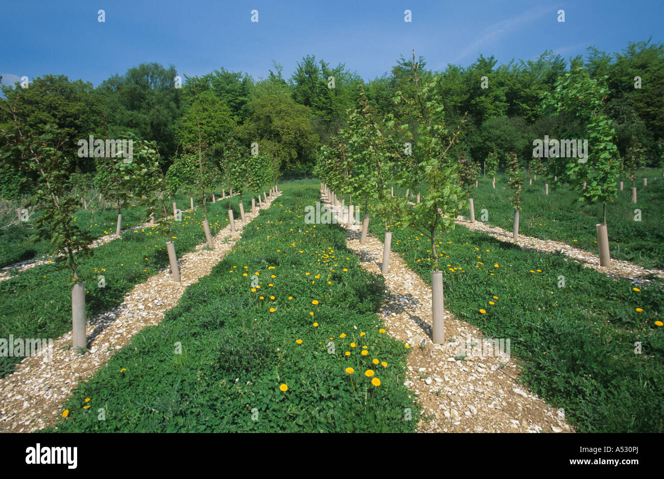 Sapling hi-res stock photography and images - Alamy