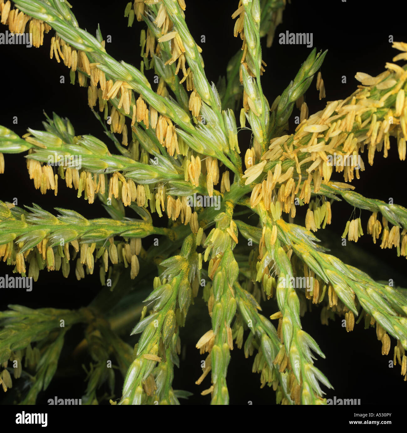 Maize or sweetcorn Zea mays male tassel or inflorescence Stock Photo ...