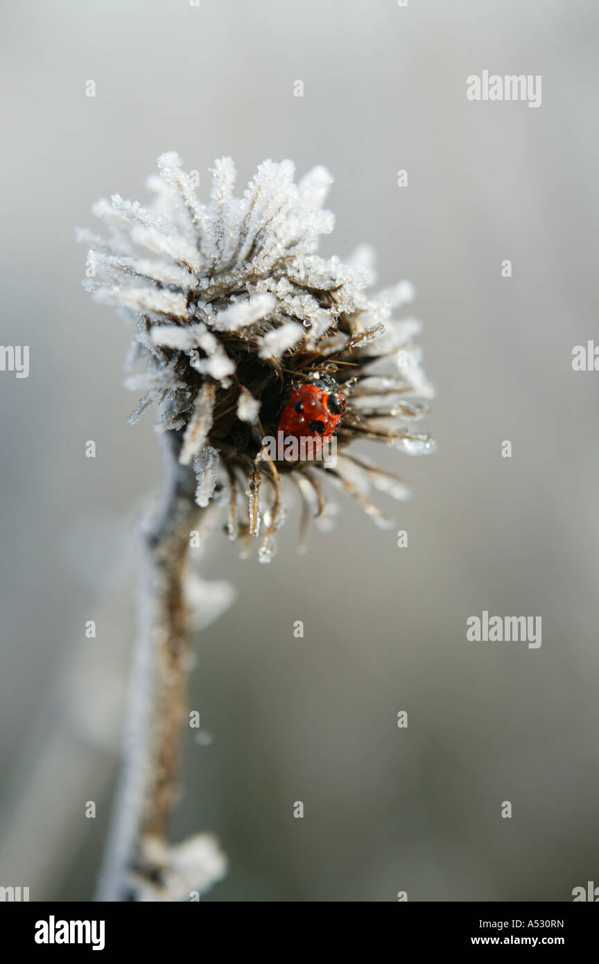 winter study with red ladybird trapped in the winter ice attached to ...