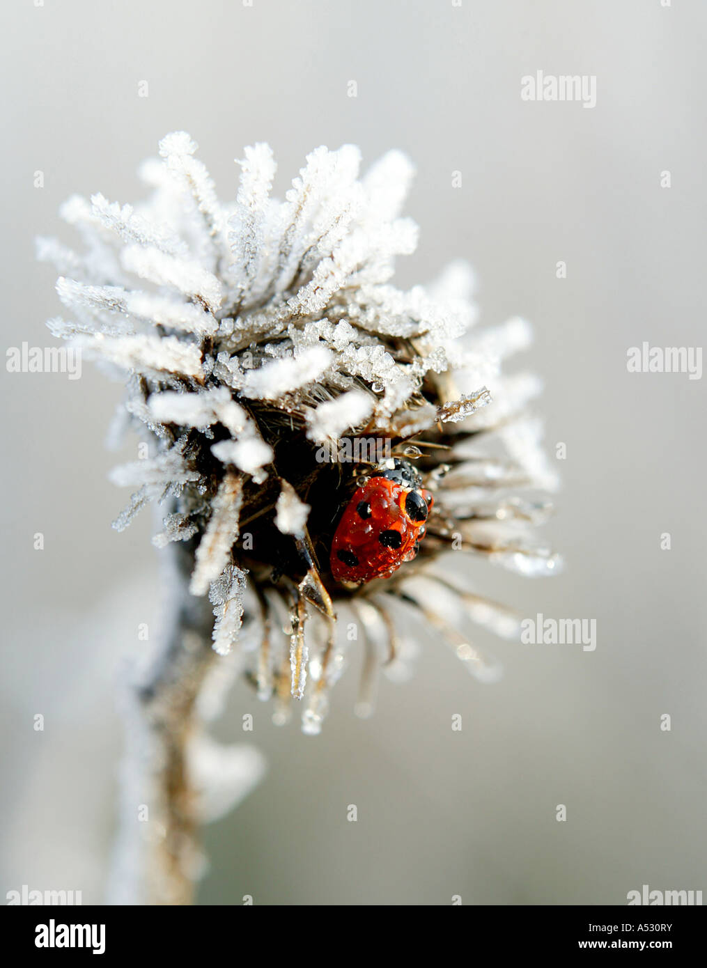 Ladybird in nature hi-res stock photography and images - Alamy