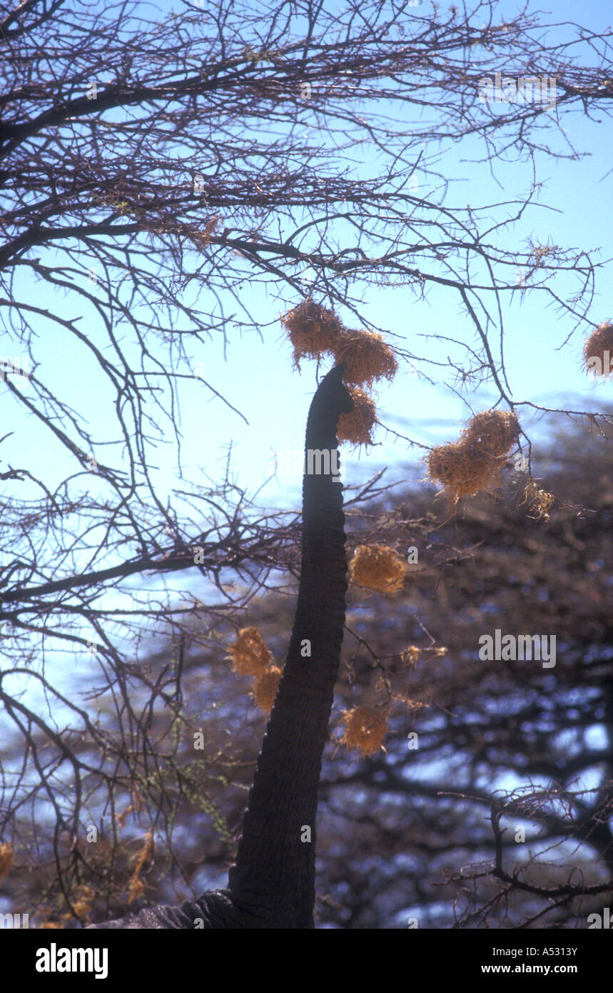 Elephant trunk tree hi-res stock photography and images - Alamy