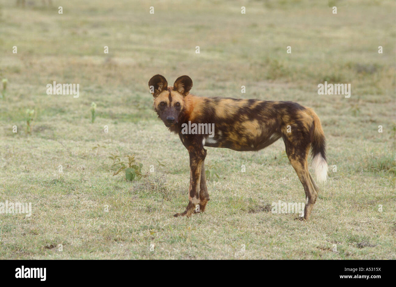 Female African hunting dog Lycaon pictus standing alert at Serengeti ...