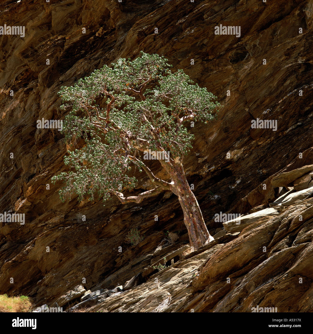 Africa Namibia Chestnut Tree Stock Photo - Alamy