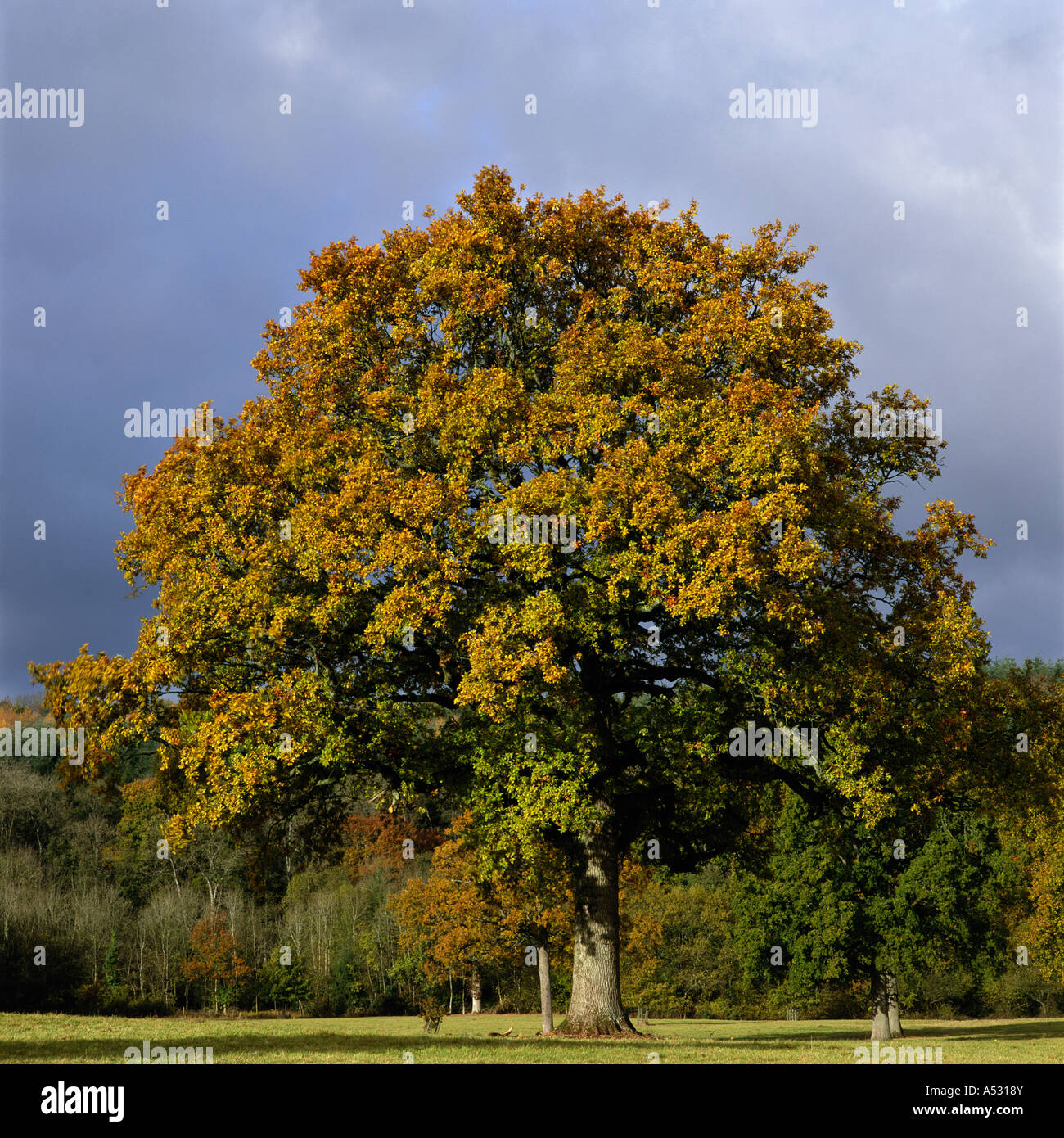 Giant English Oak Tree High Resolution Stock Photography and Images - Alamy