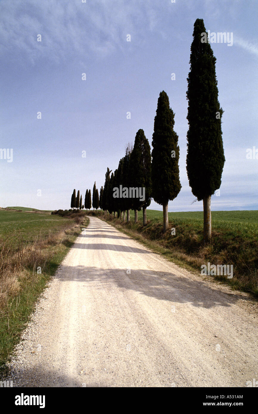Cyprus tree lined road hi-res stock photography and images - Alamy