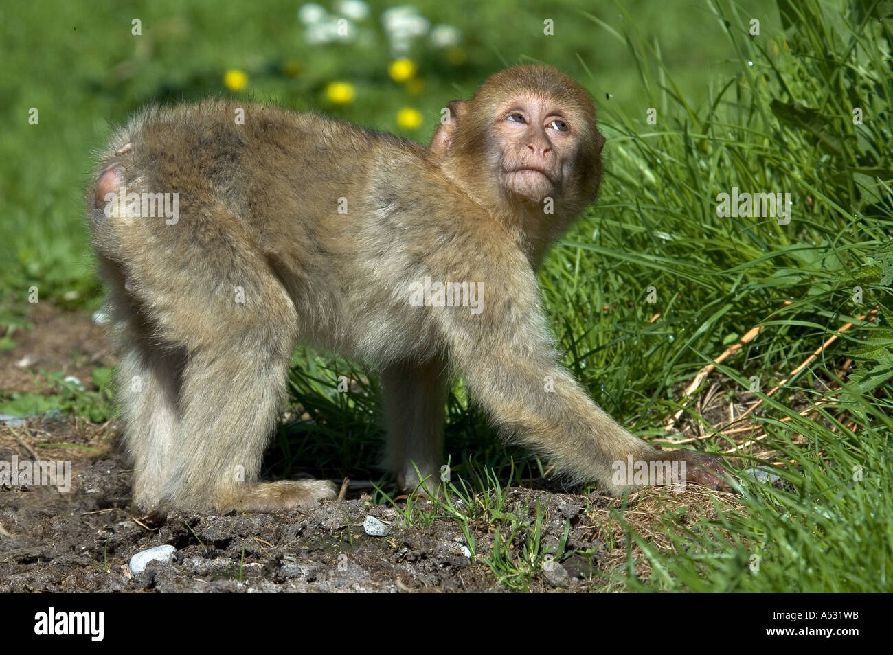 Fatuously hi-res stock photography and images - Alamy