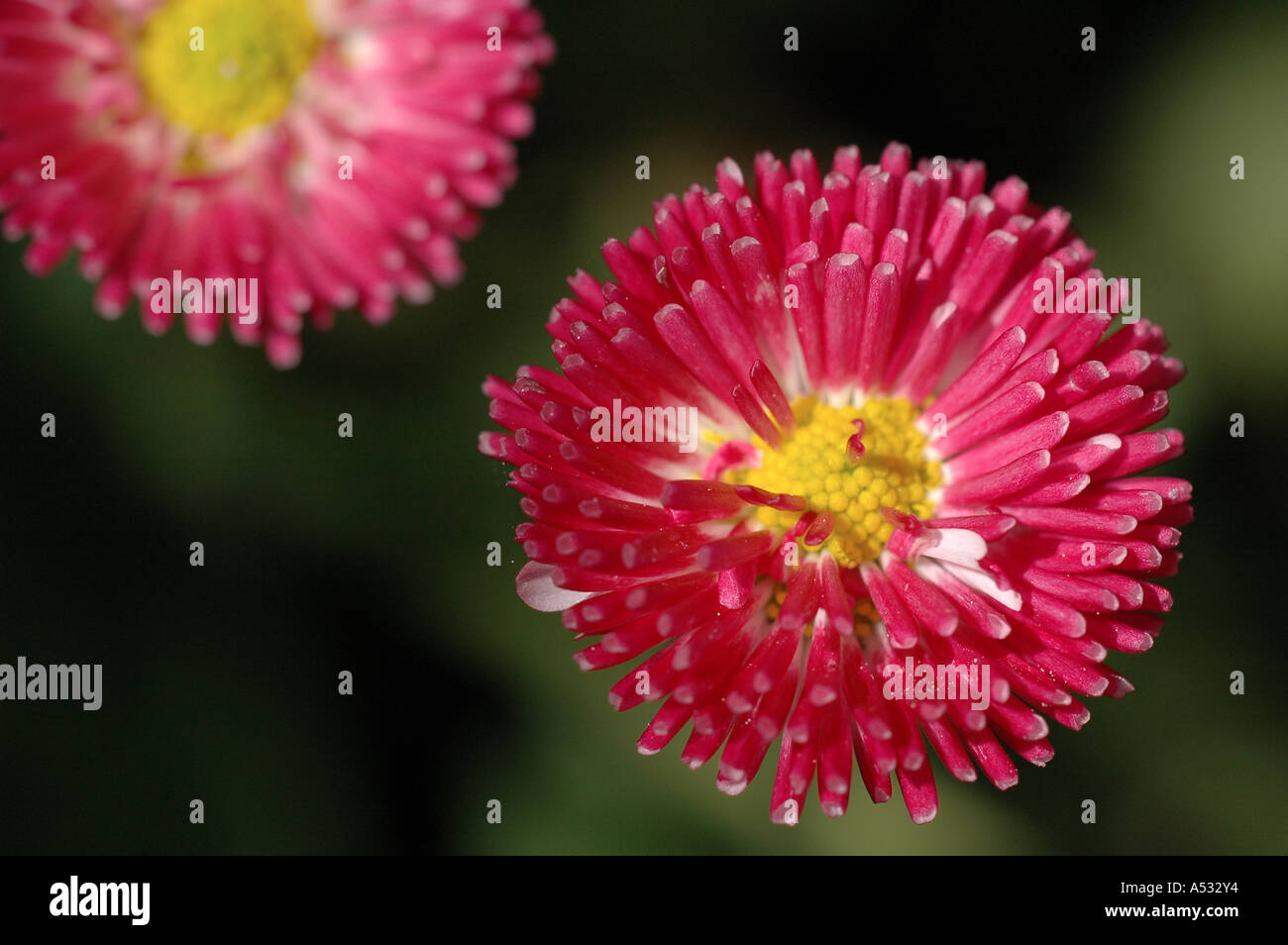 Pink bellis hi-res stock photography and images - Alamy