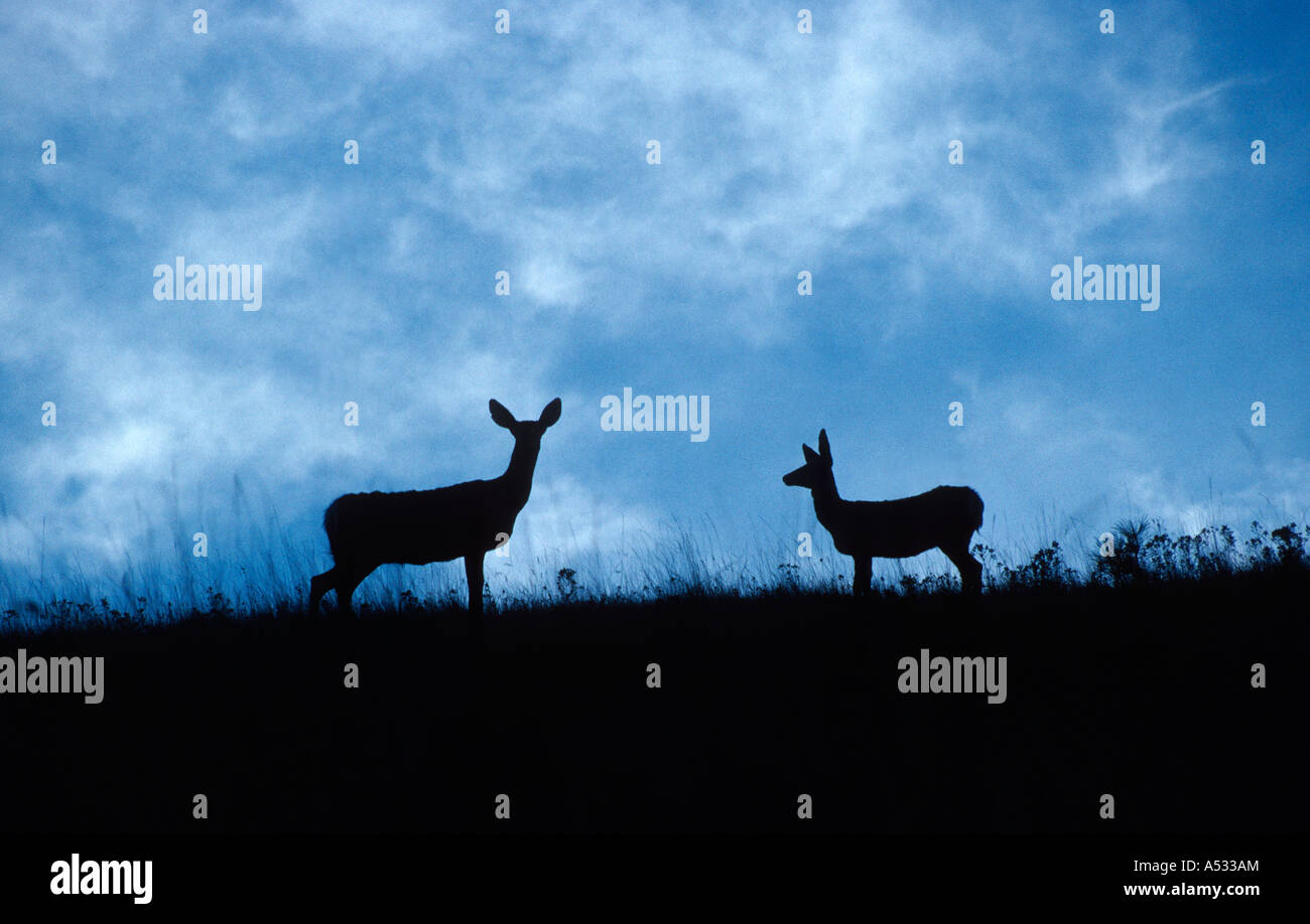 Two alert mule deer, Odocoileus hemionus, silhouetted against blue sky ...