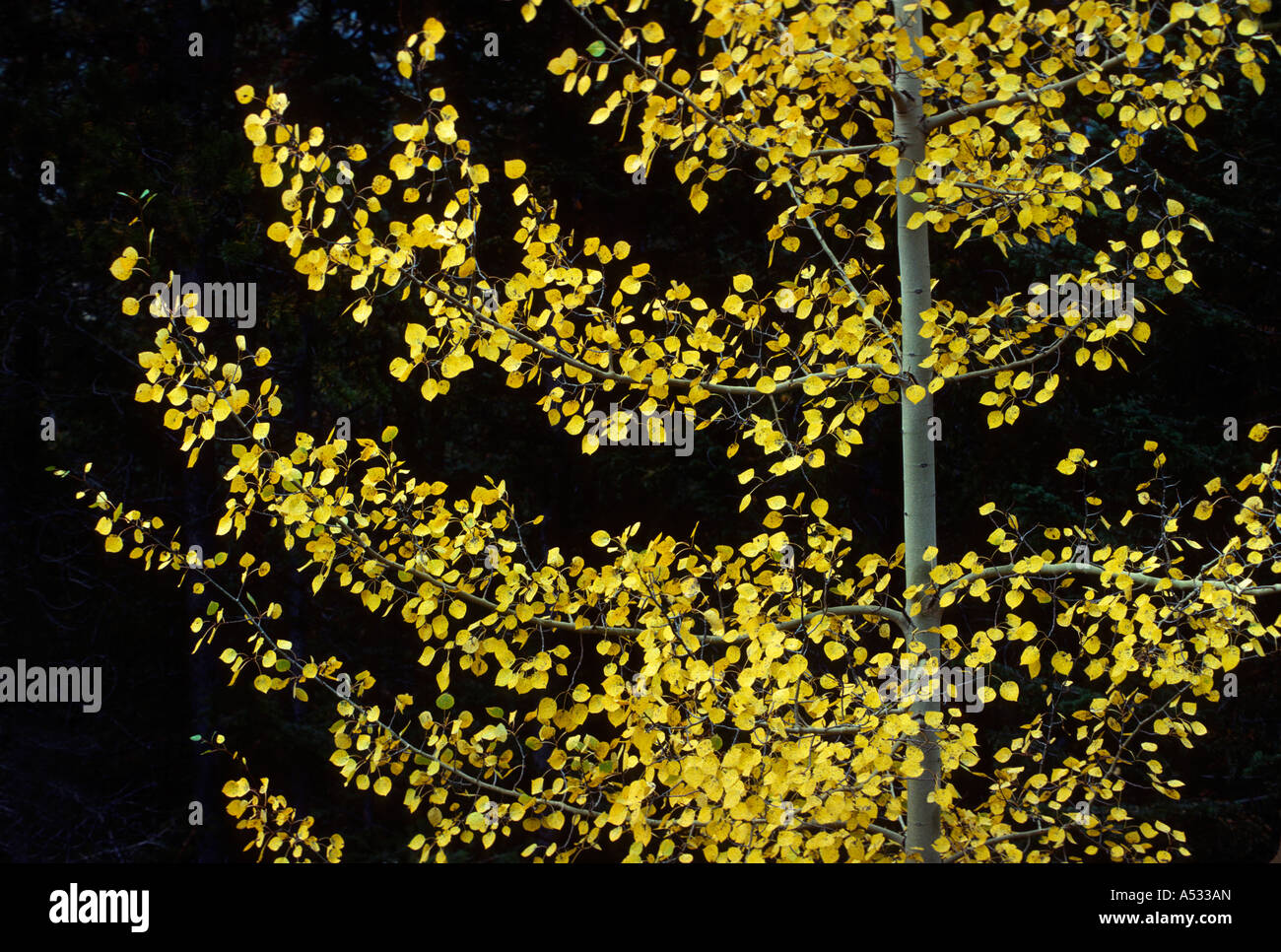 Quaking aspen, Populus tremuloides, in fall foliage, autumn yellow ...