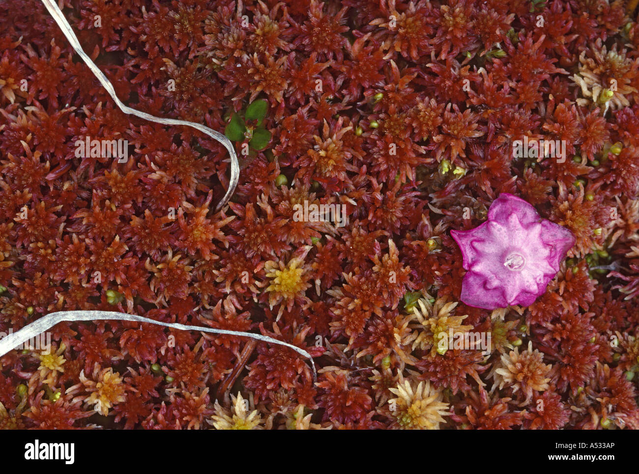 Bryophyte: red sphagnum moss, Sphagnum sp., with fallen flower petal ...