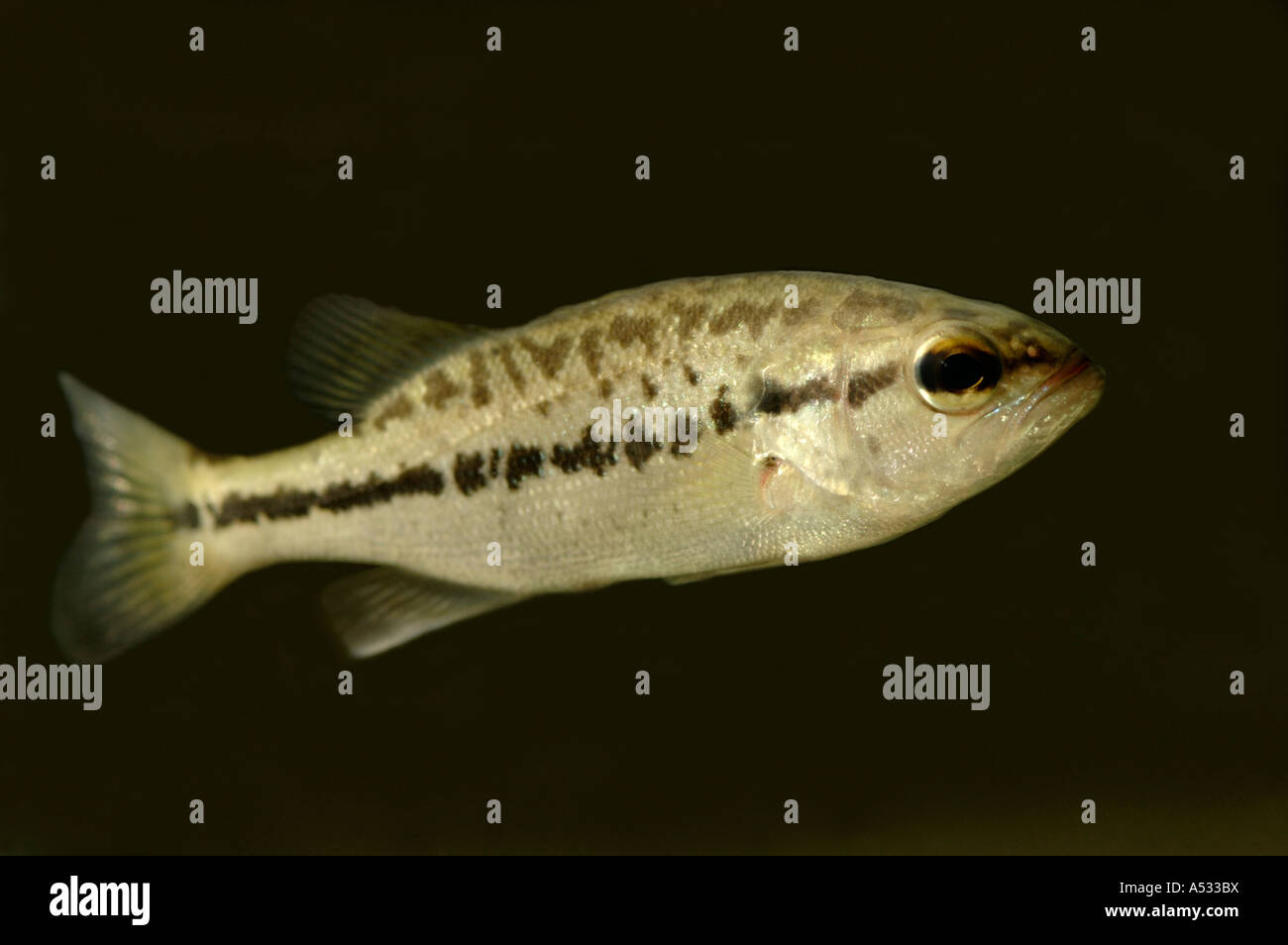 Gills of bass hi-res stock photography and images - Alamy