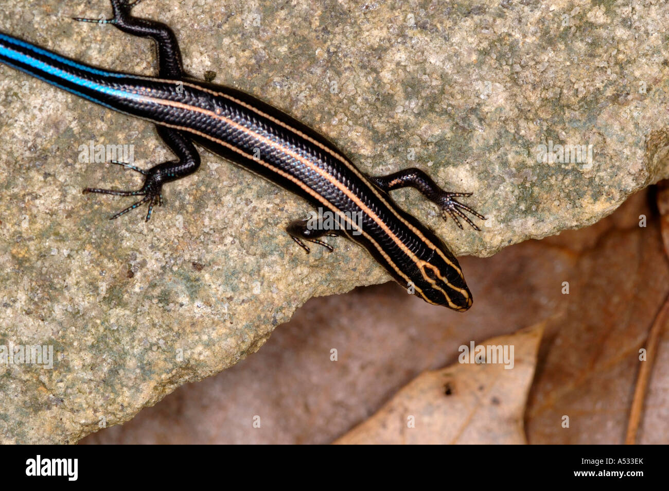 Five lined skink, Eumeces fasciatus Stock Photo - Alamy