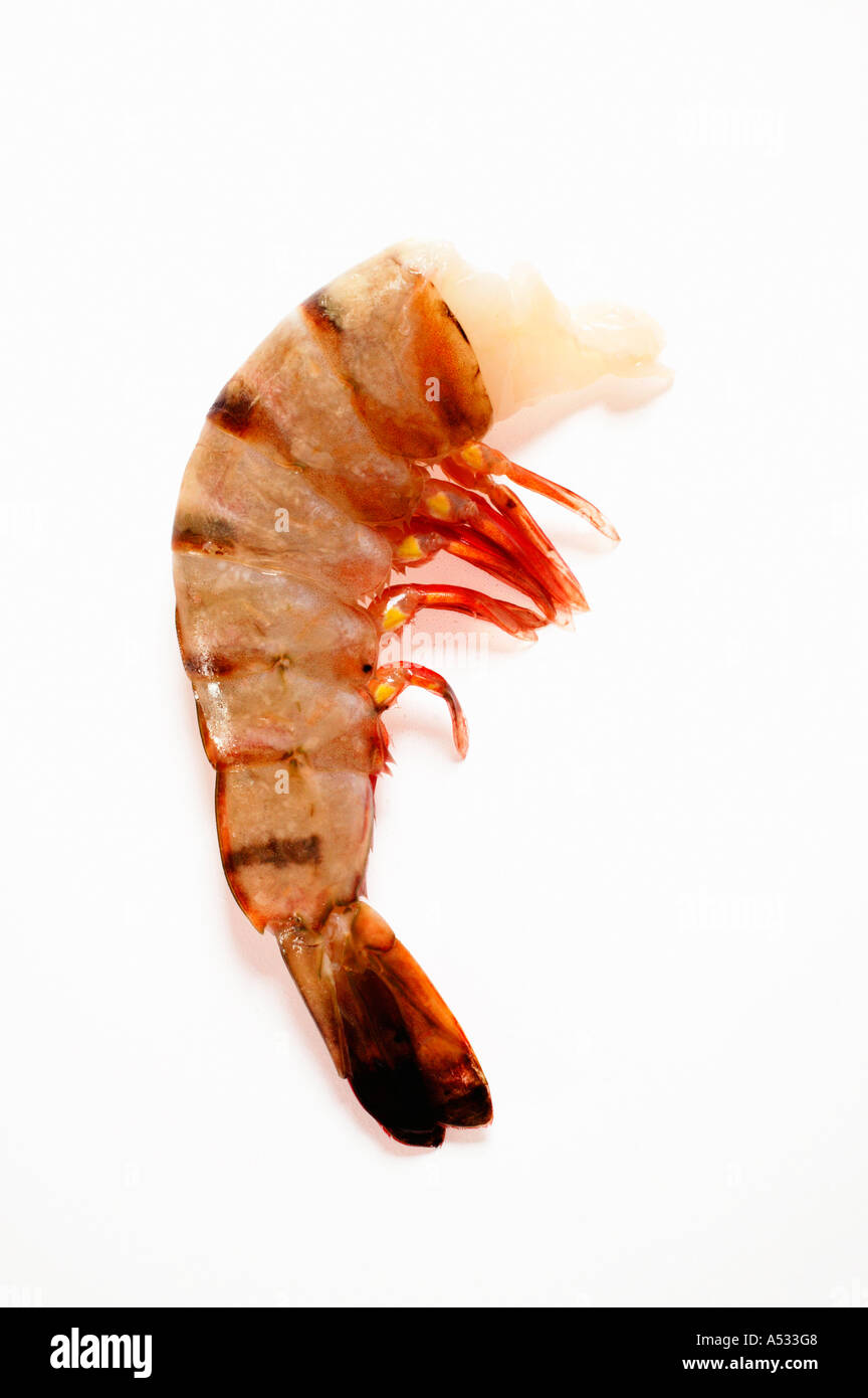 Fresh Shrimp Without Head