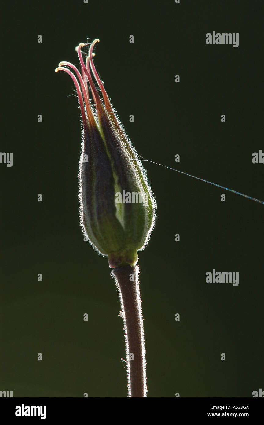 Spider flower bud hi-res stock photography and images - Alamy