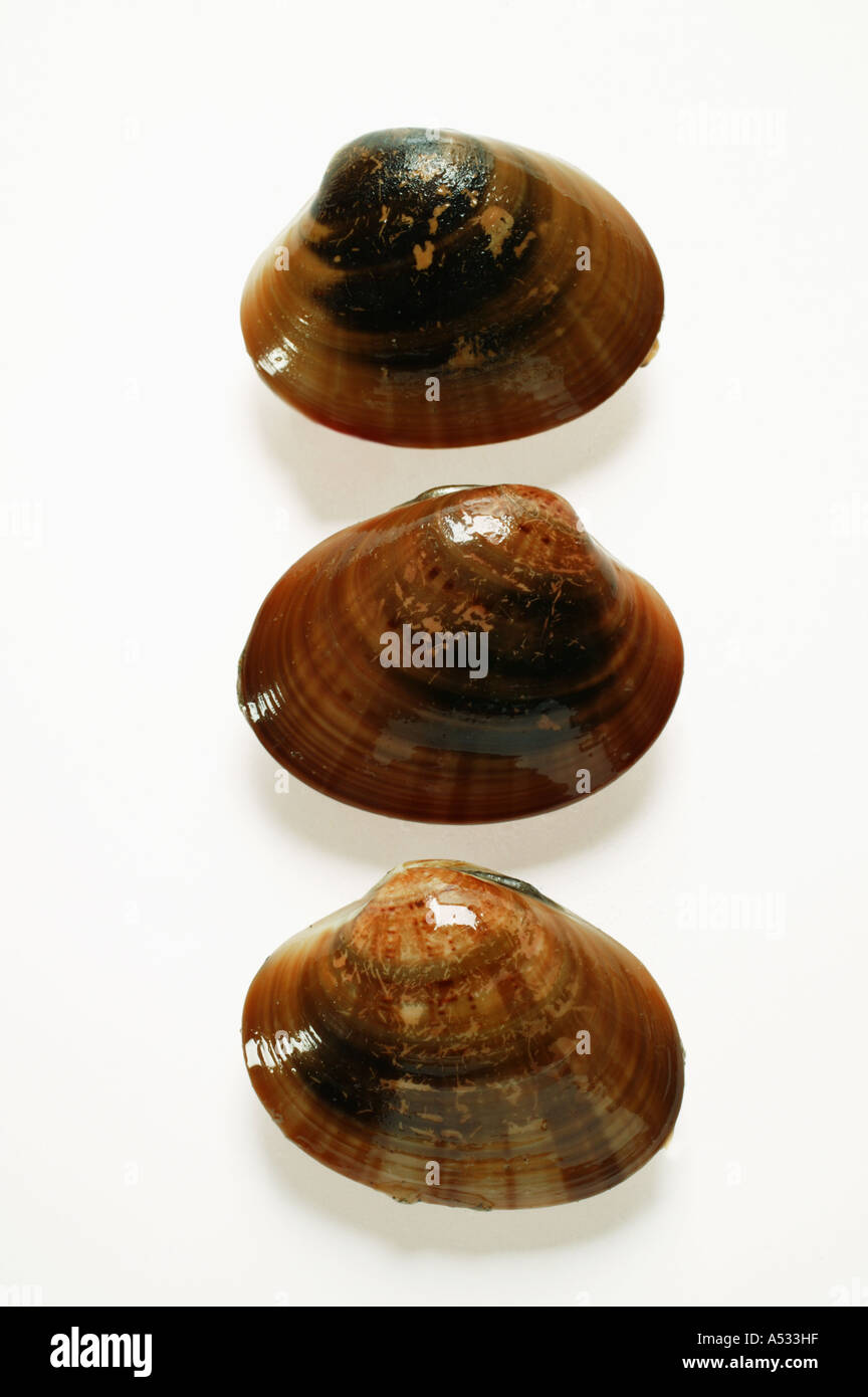 Smooth Venus clams Stock Photo - Alamy