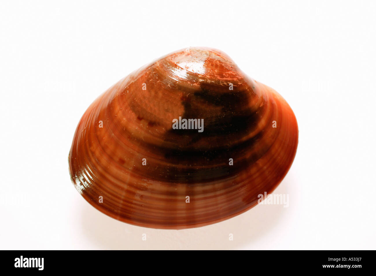 Smooth Venus clam Stock Photo - Alamy