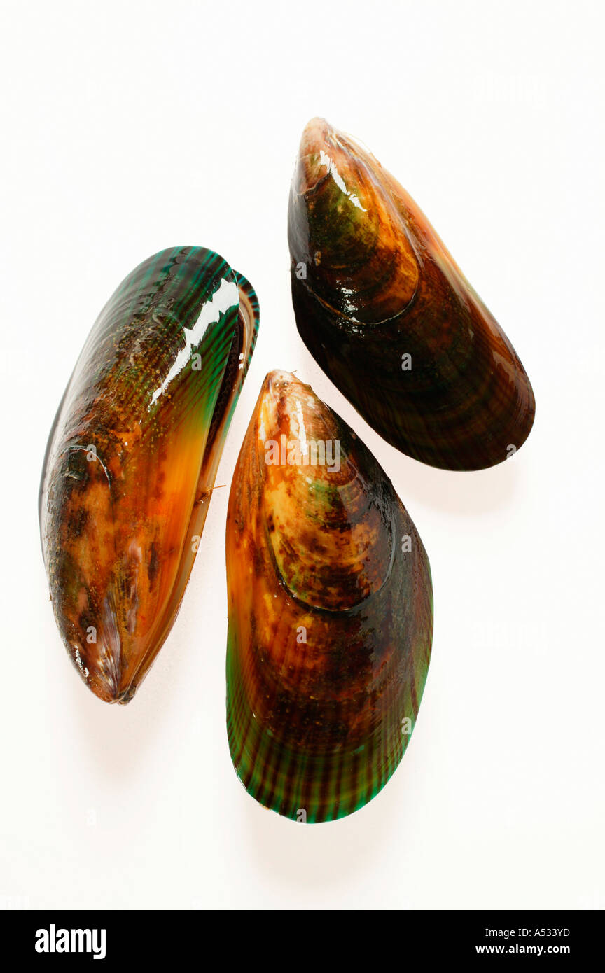 New Zealand mussels Stock Photo - Alamy