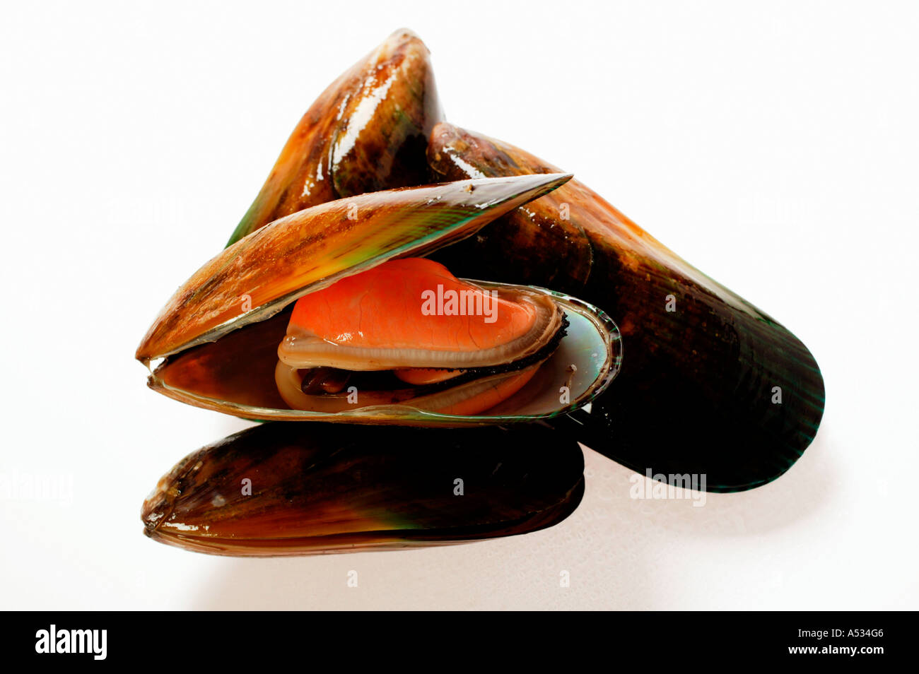 New Zealand mussels one opened Stock Photo - Alamy