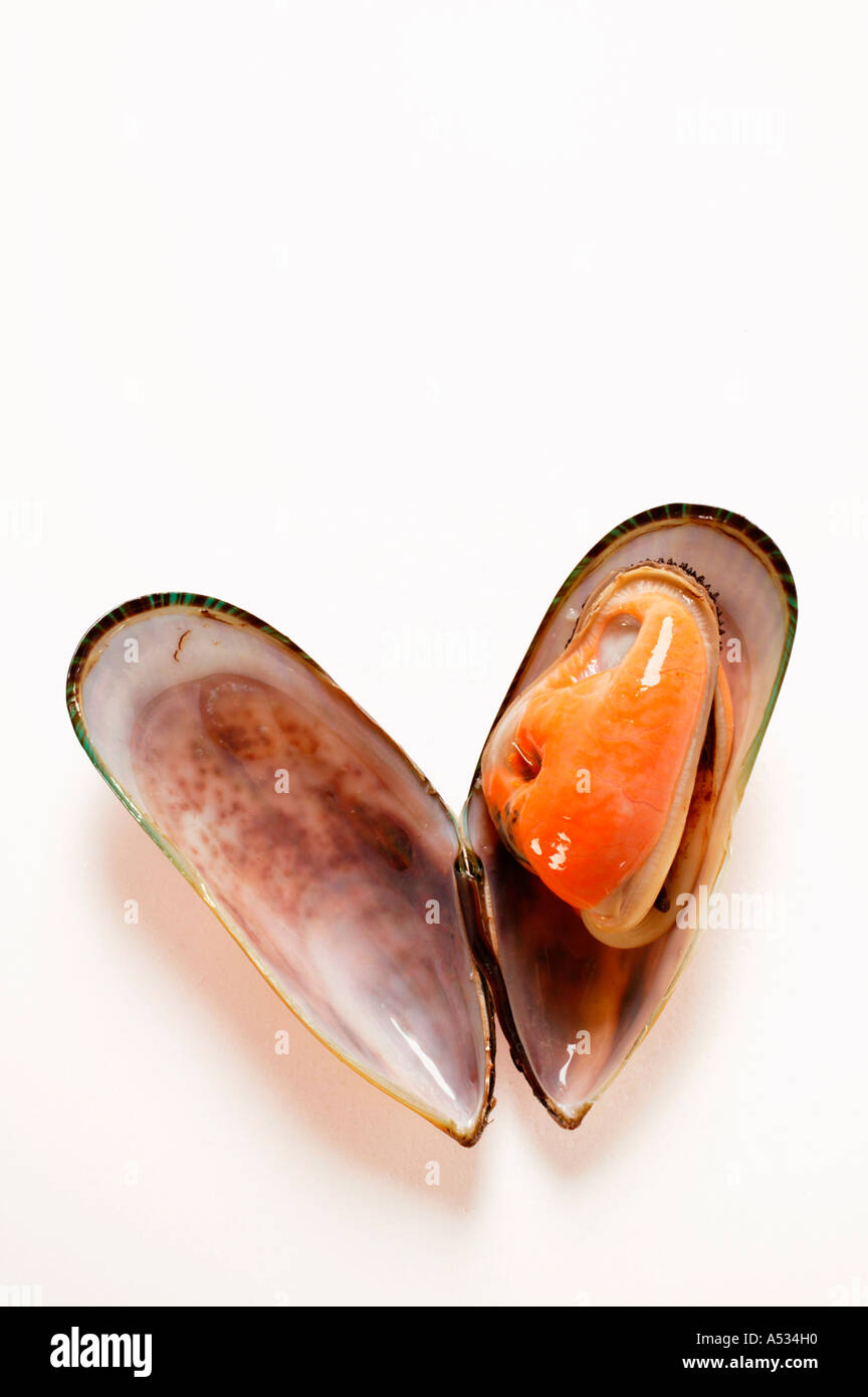New Zealand mussel opened Stock Photo - Alamy