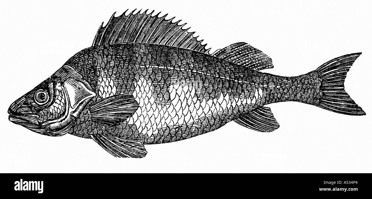 Perch fish illustrations hi-res stock photography and images - Alamy