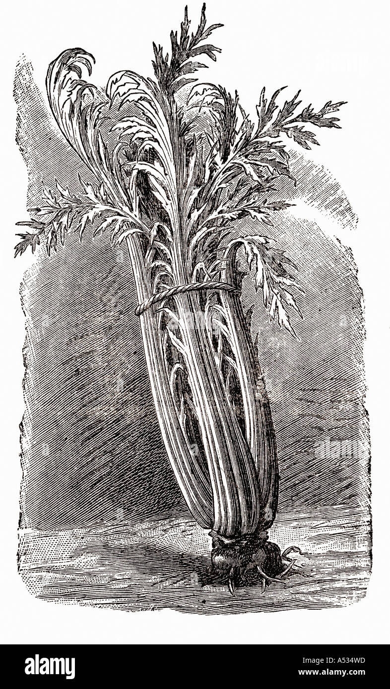 Cardoon illustration hi-res stock photography and images - Alamy