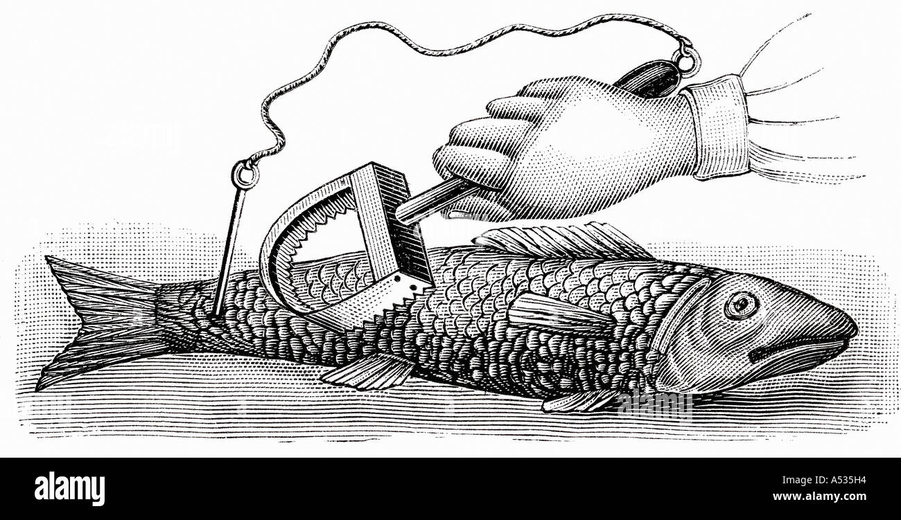 Scaling fish illustration Stock Photo - Alamy