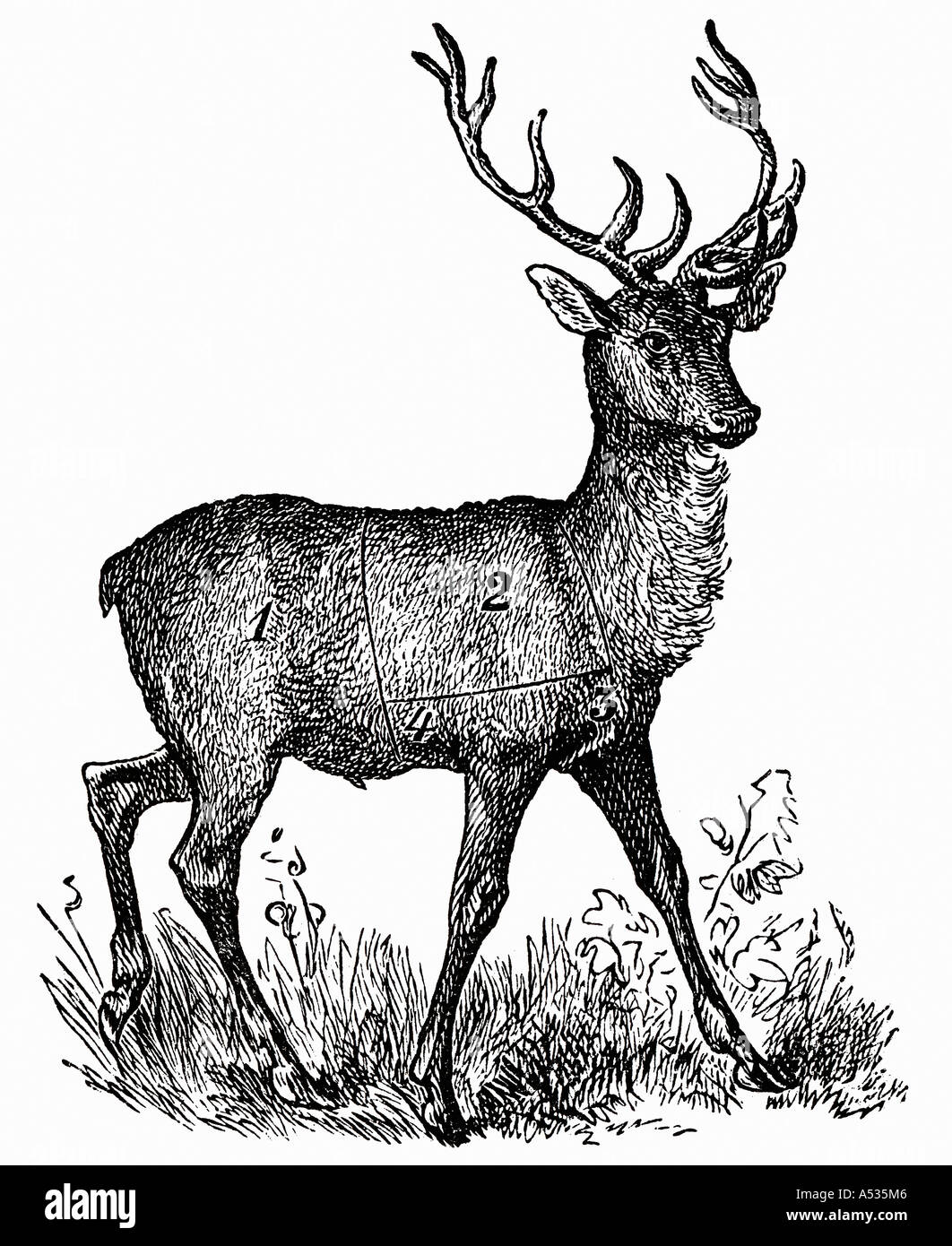 Stag Illustration High Resolution Stock Photography and Images - Alamy