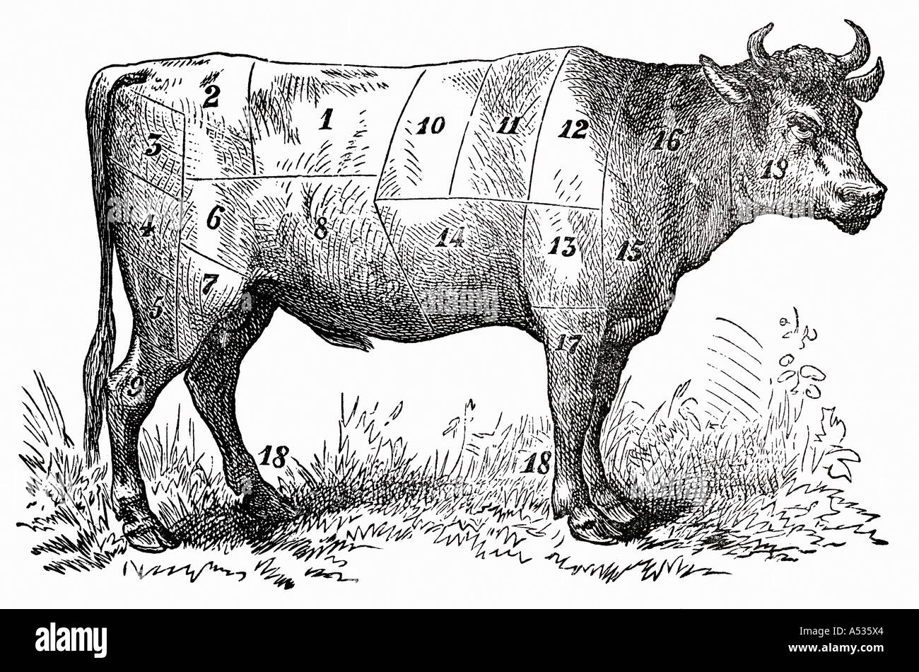Ox Illustration High Resolution Stock Photography and Images - Alamy