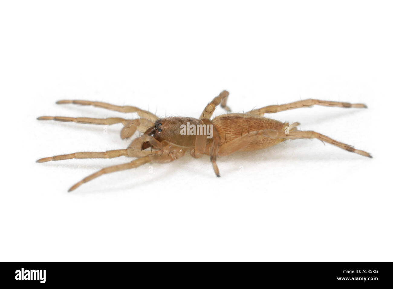 Clubiona spider family, Clubionidae spider, on white background Stock ...