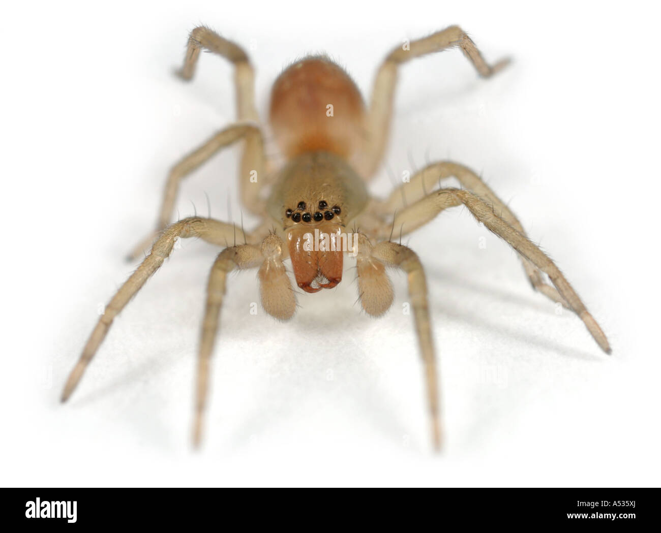 Clubiona spider family, Clubionidae spider, on white background. Head ...