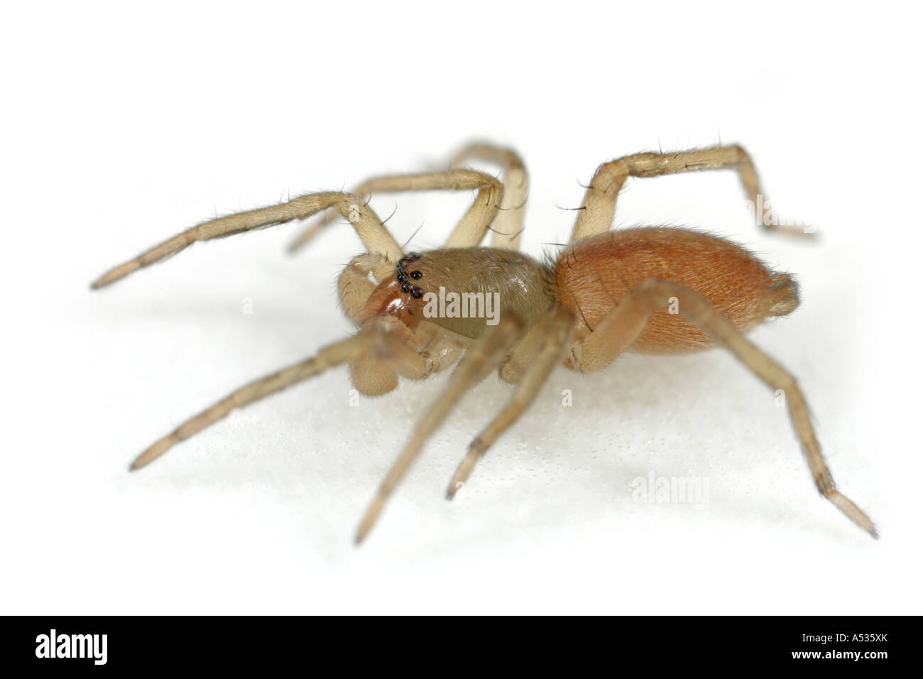 Clubiona spider family, Clubionidae spider, on white background Stock ...