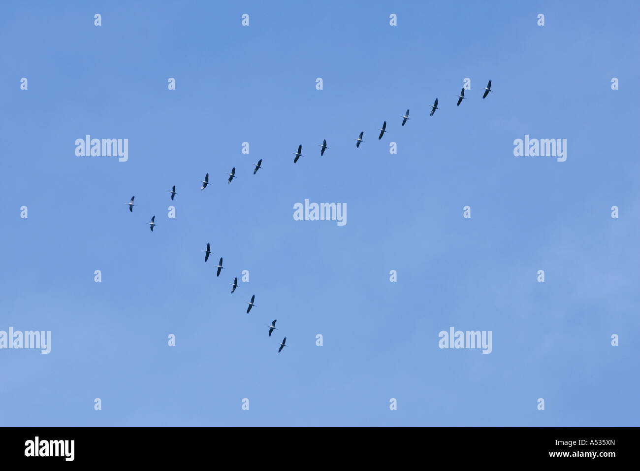 Cranes v shape formation hi-res stock photography and images - Alamy