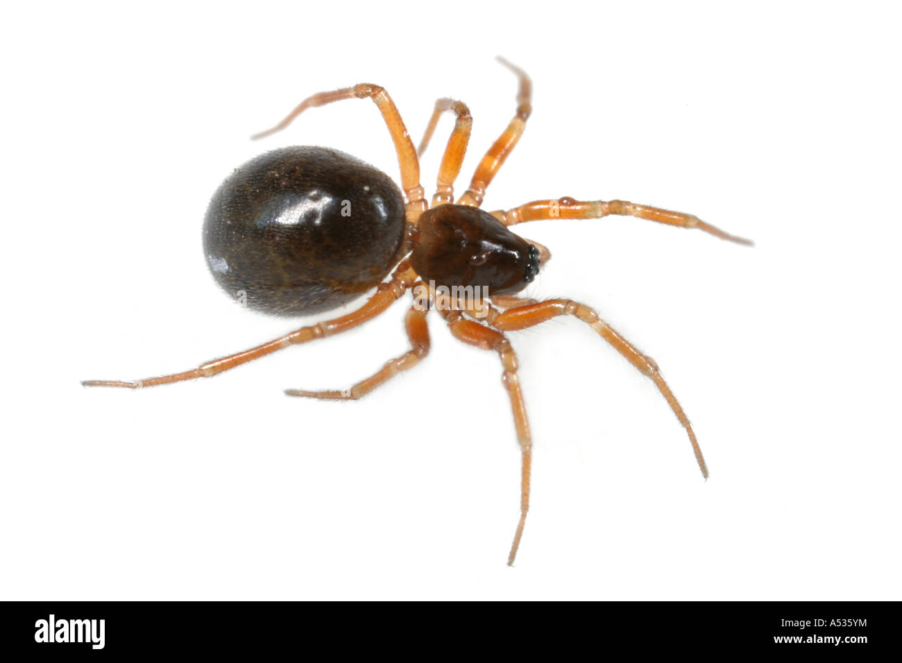 A money spider on white background Linyphiidae family, possibly a ...