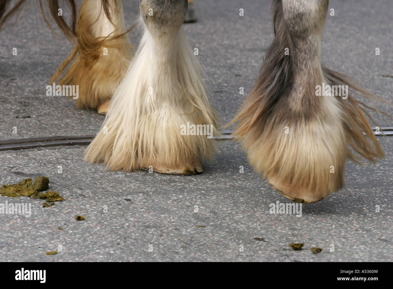 Close up of a horses hooves with extremely long hair Stock Photo - Alamy