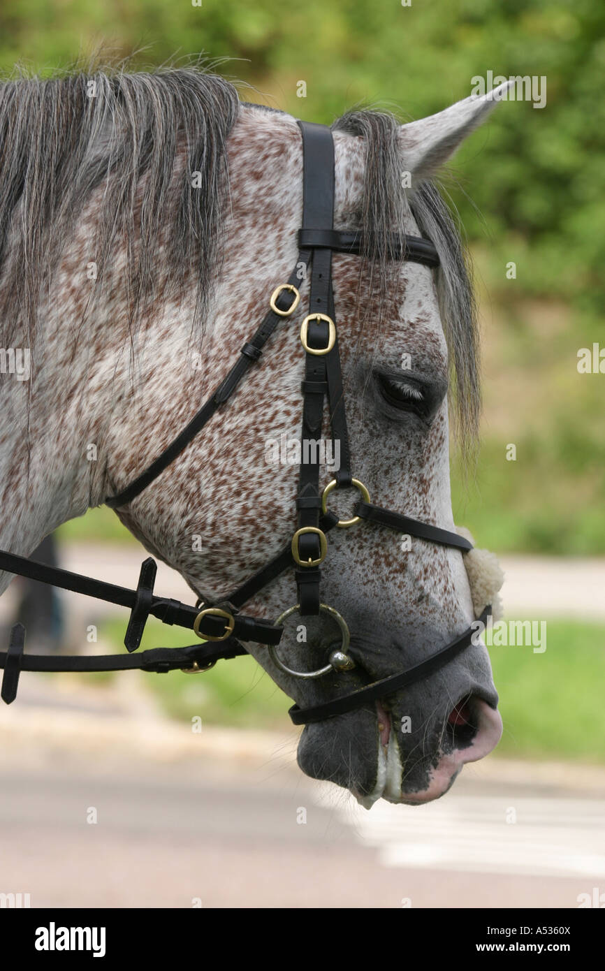 Grey horses head hi-res stock photography and images - Alamy