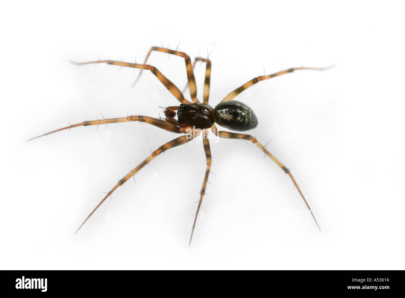 Lepthyphantes minutus spider, Linyphiidae family, on white background ...