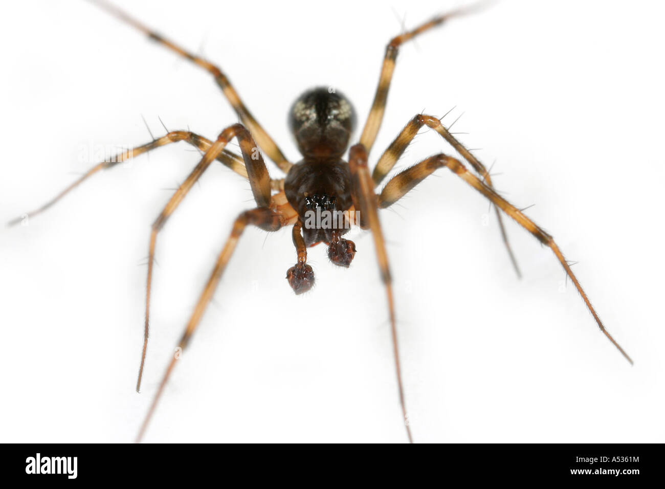 Lepthyphantes minutus spider, Linyphiidae family, on white background ...