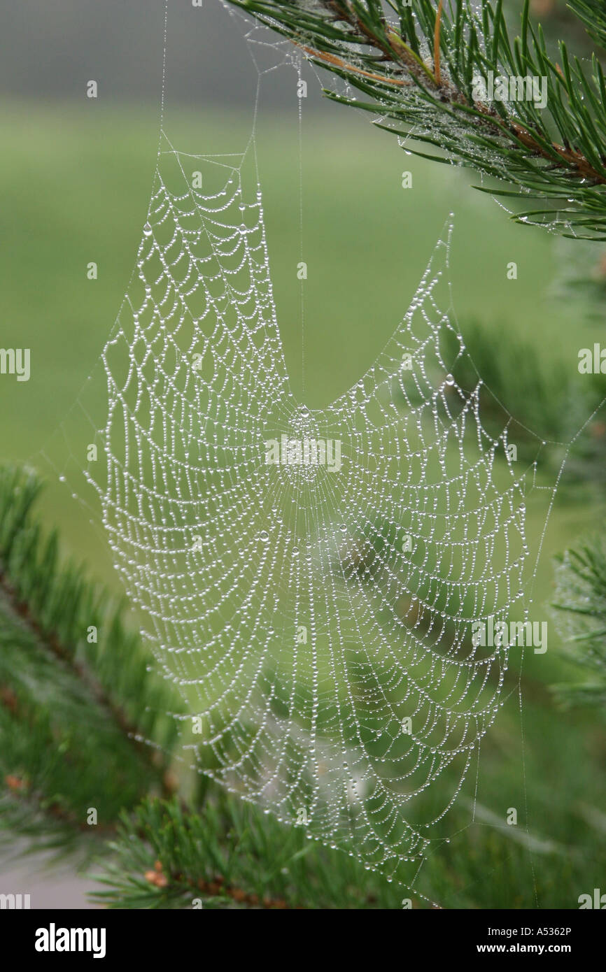 Missing sector spider hi-res stock photography and images - Alamy