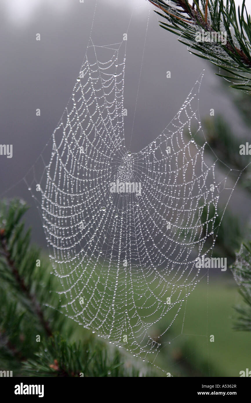 Missing sector spider hi-res stock photography and images - Alamy