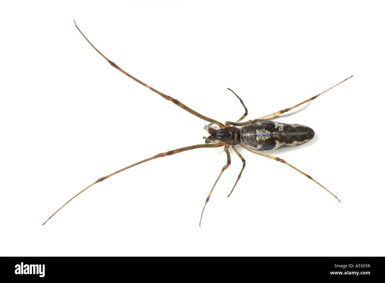 Tetragnatha nigrita spider, Tetragnathidae family, called Long Jawed ...