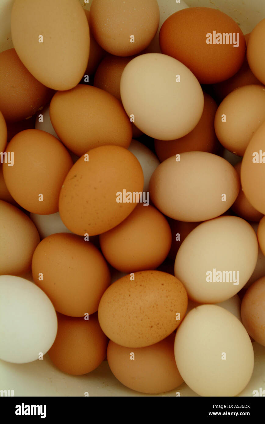 A bucket full of farm fresh organic free range eggs just collected from ...