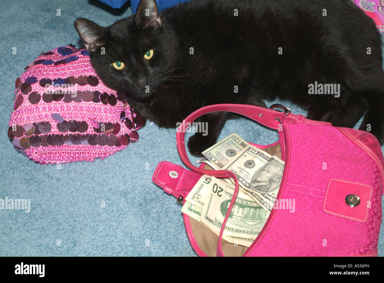 Cat With Money