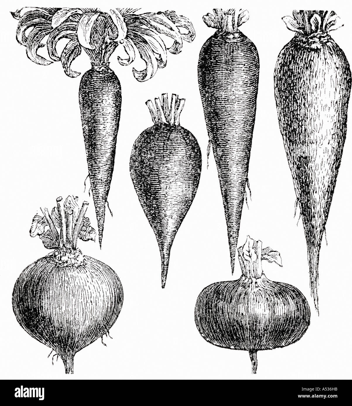 Various root vegetables illustration Stock Photo - Alamy