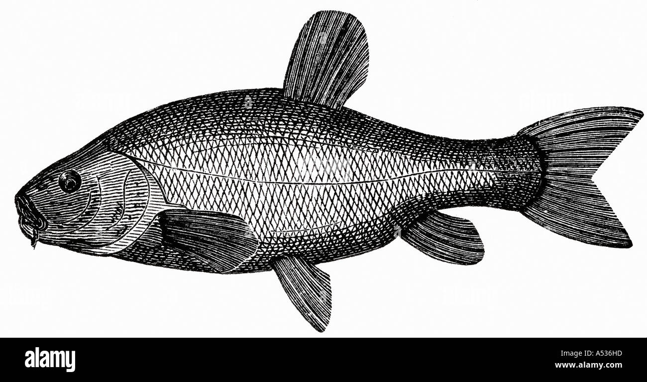 Tench illustrations hi-res stock photography and images - Alamy