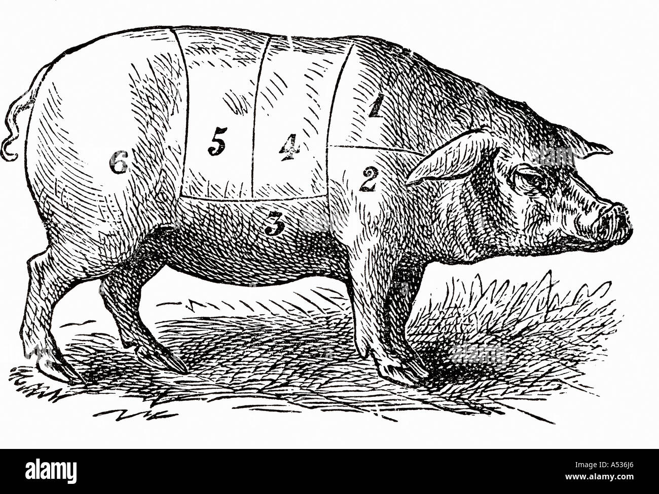 Pig meat cut drawing hi-res stock photography and images - Alamy