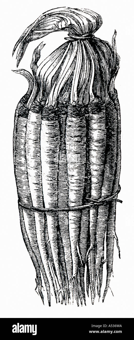 A bundle of salsify illustration Stock Photo - Alamy