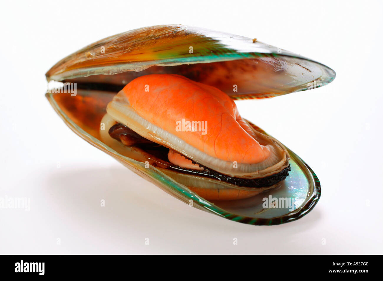 Shelled mussel hi-res stock photography and images - Alamy
